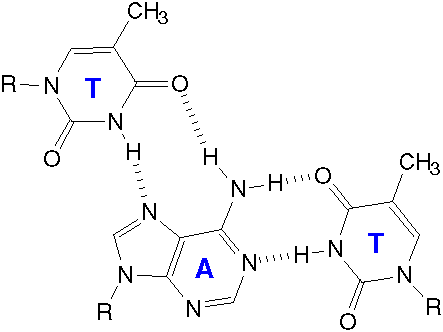 Base Pairs, Triplets and Quartets