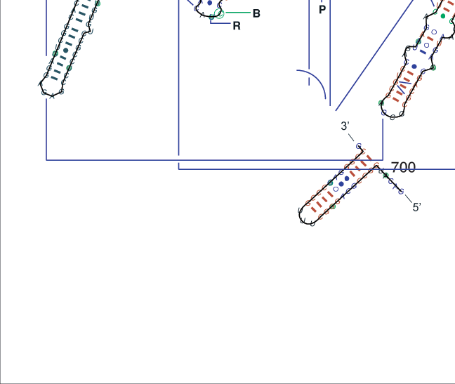 Ribosome