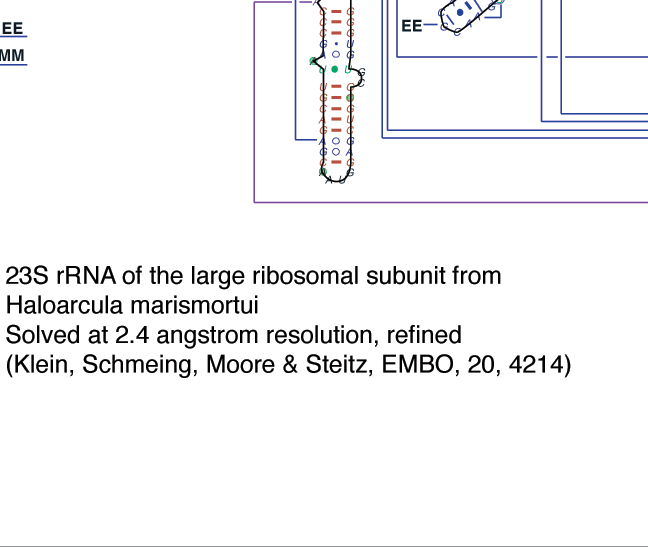Ribosome